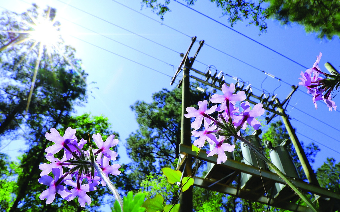 Trimming Trees Around Power Lines - Meeker Energy